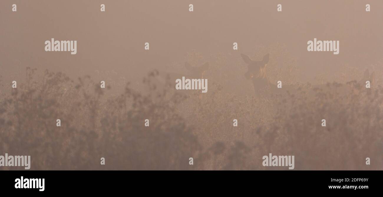 RED DEER - CIERVO COMUN (Cervus elaphus Stock Photo - Alamy