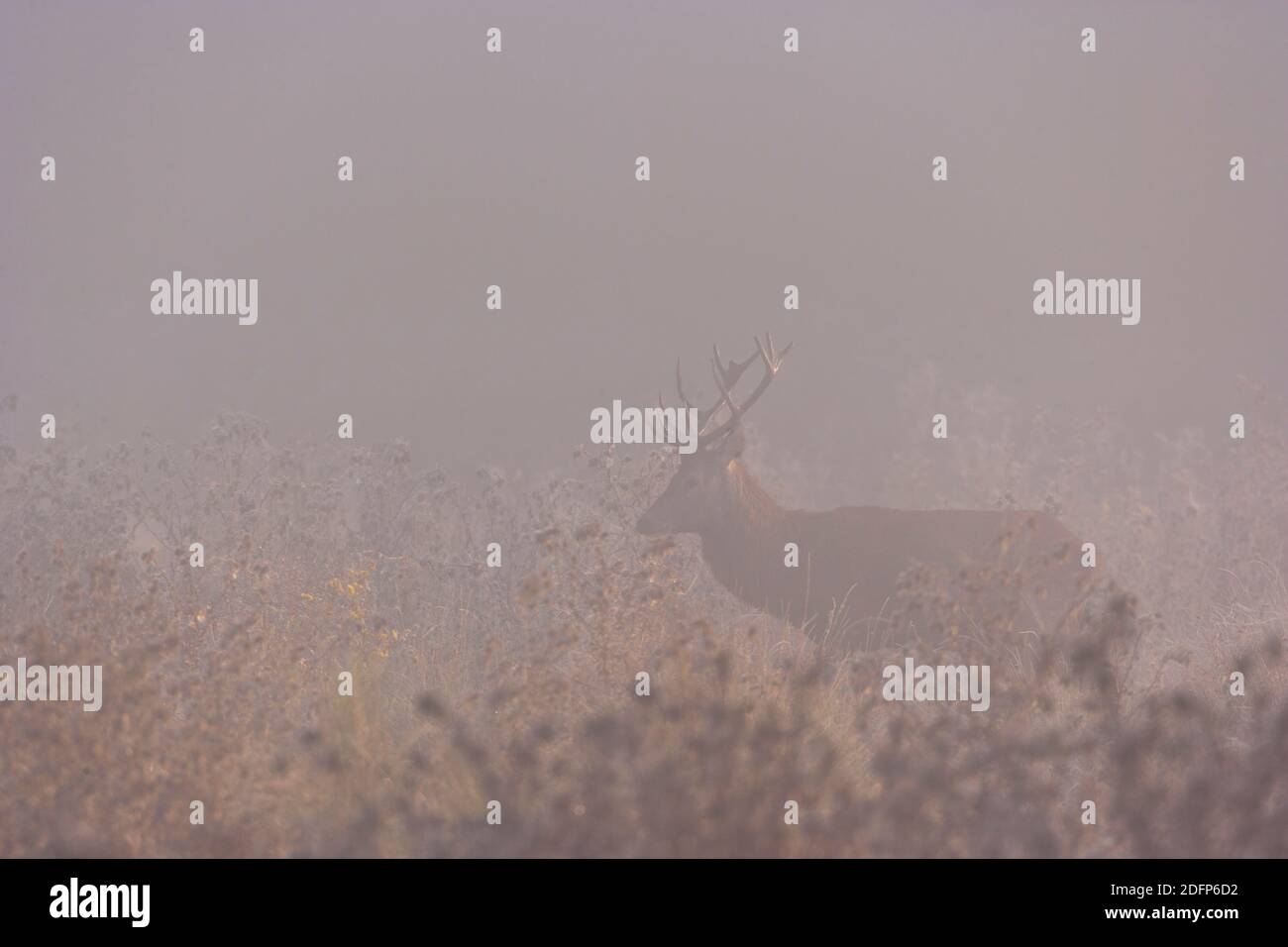 RED DEER - CIERVO COMUN (Cervus elaphus Stock Photo - Alamy