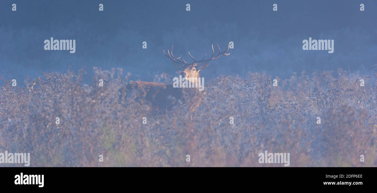 RED DEER - CIERVO COMUN (Cervus elaphus Stock Photo - Alamy