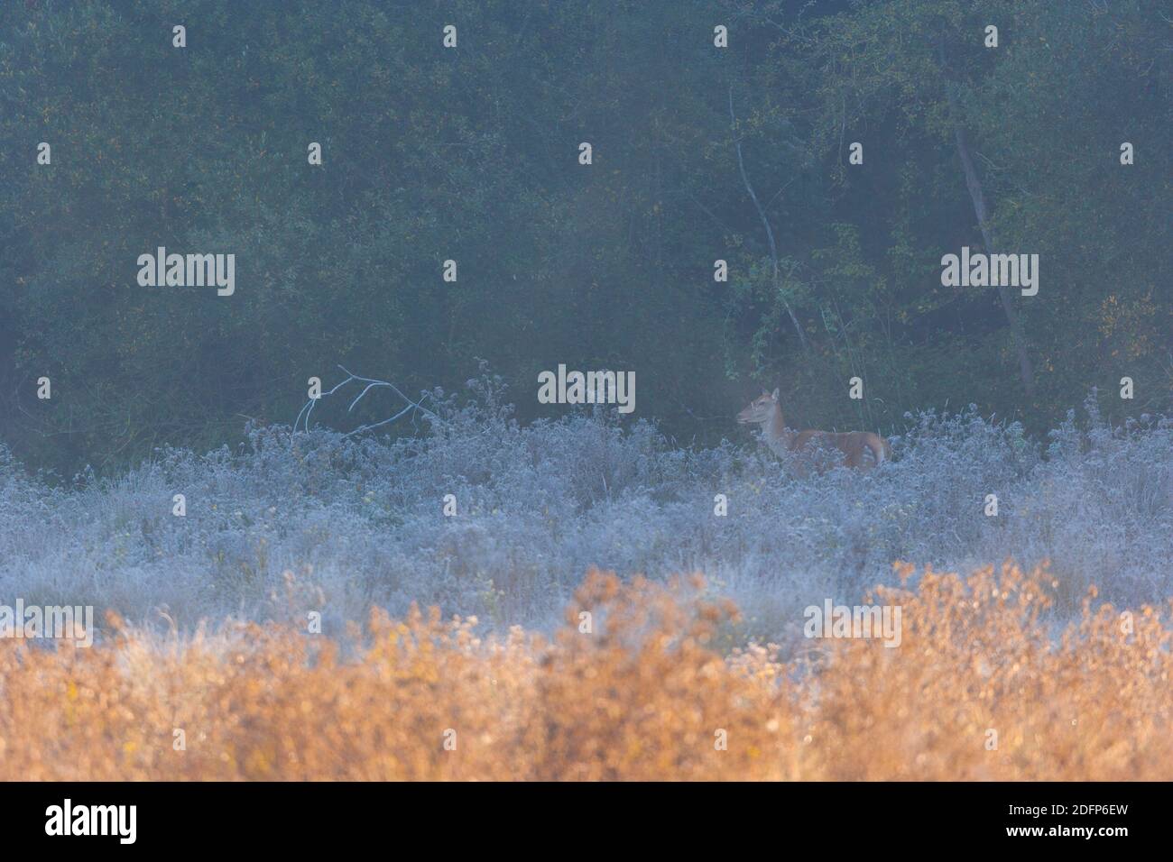RED DEER - CIERVO COMUN (Cervus elaphus Stock Photo - Alamy