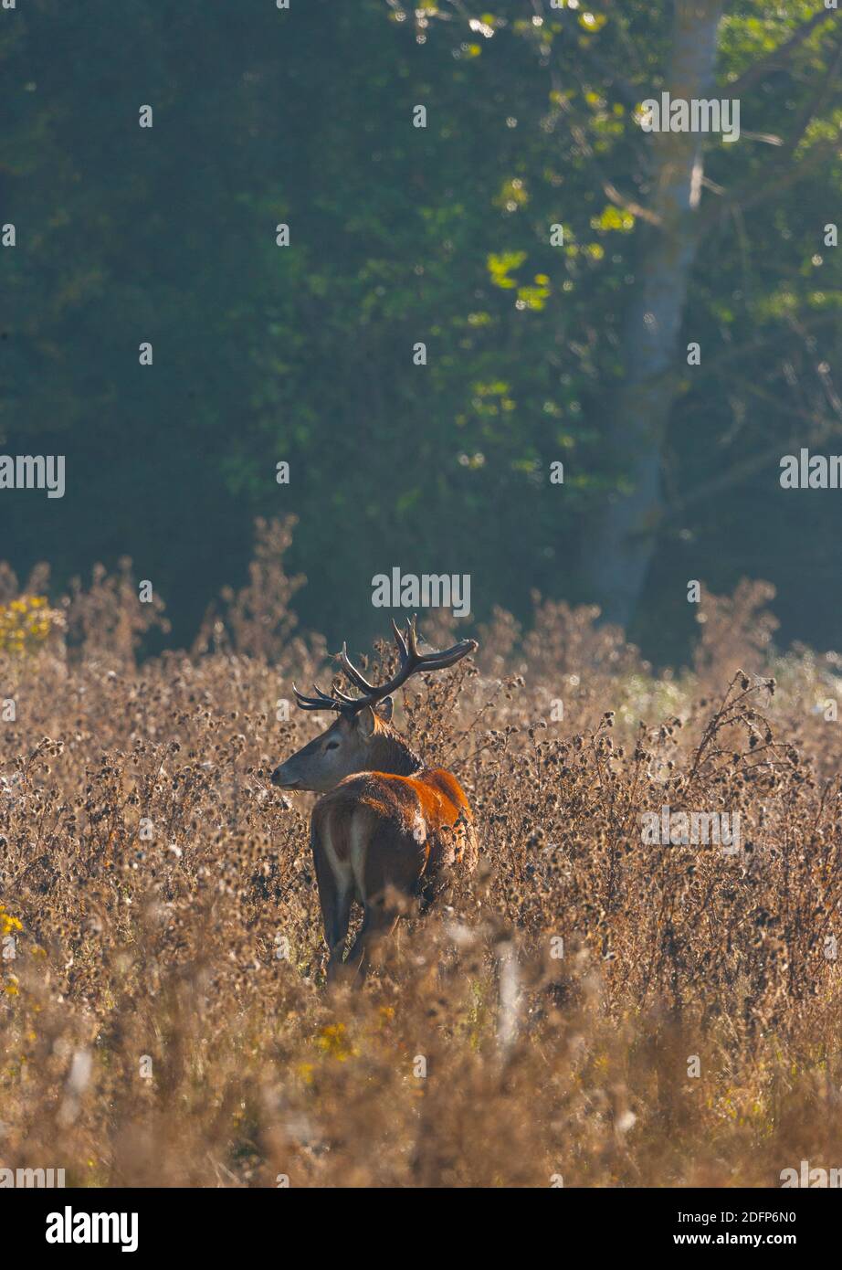 RED DEER - CIERVO COMUN (Cervus elaphus Stock Photo - Alamy