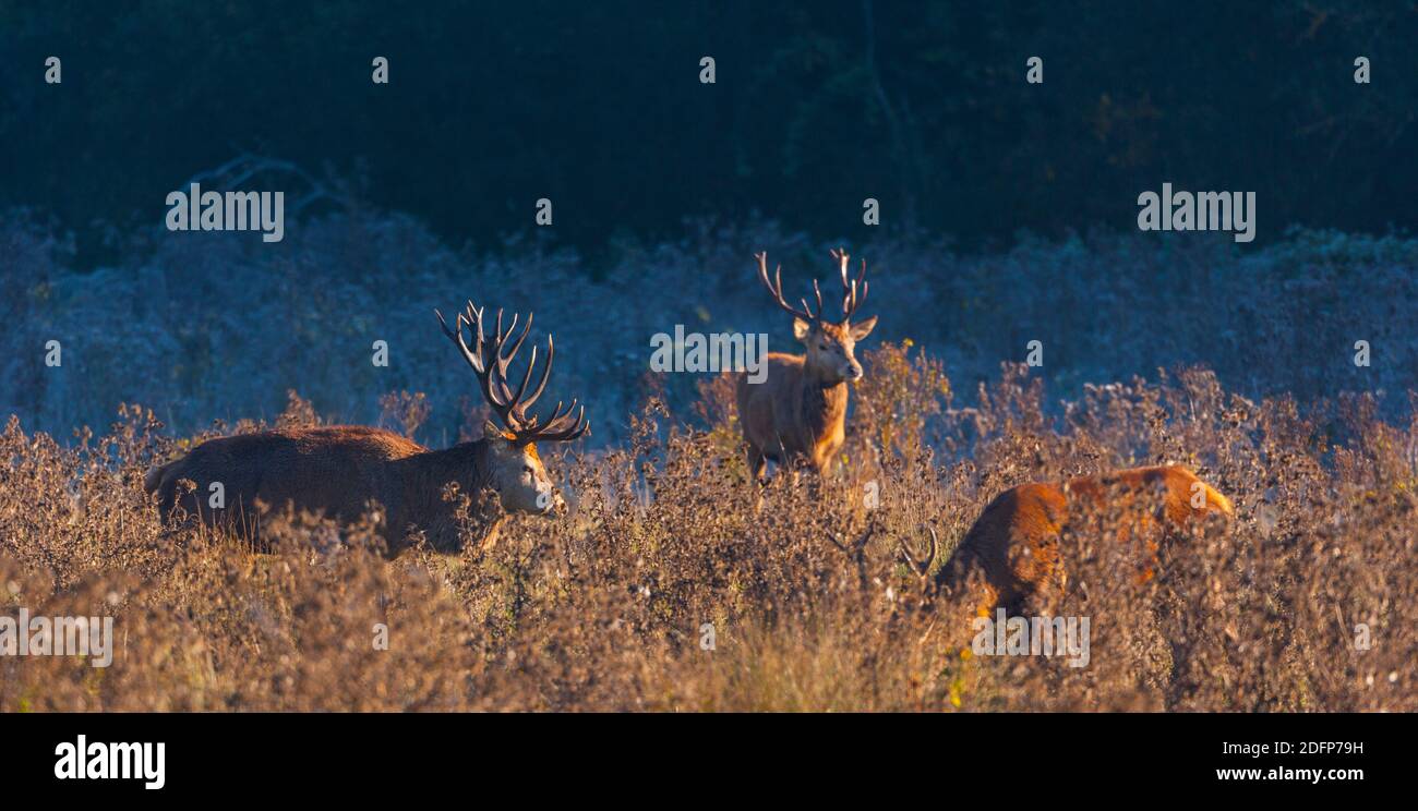 RED DEER - CIERVO COMUN (Cervus elaphus Stock Photo - Alamy