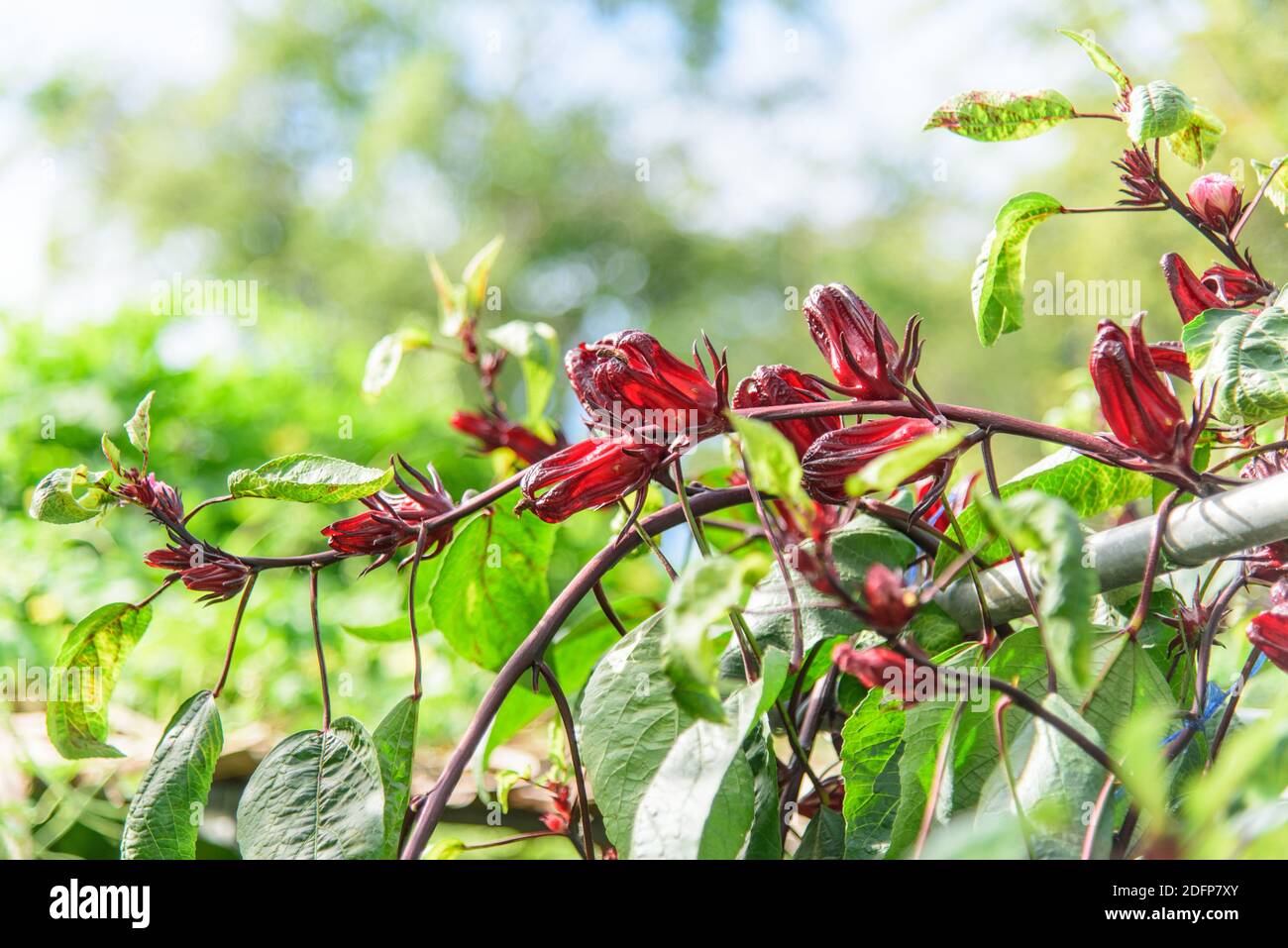 Beautiful roselle hi-res stock photography and images - Alamy