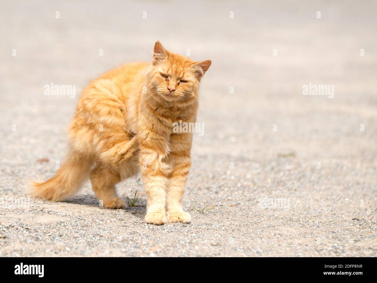 Orange cat outdoors scratching. The cat is scratching his side with his ...