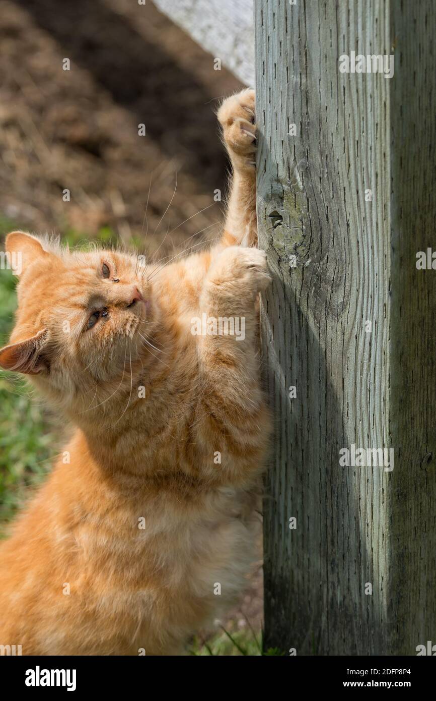 Claw scratch hi-res stock photography and images - Alamy
