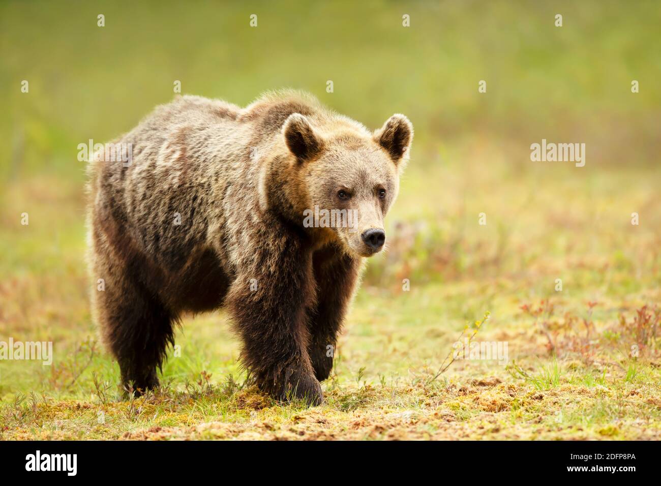 Eurasian brown bear standing hi-res stock photography and images - Alamy