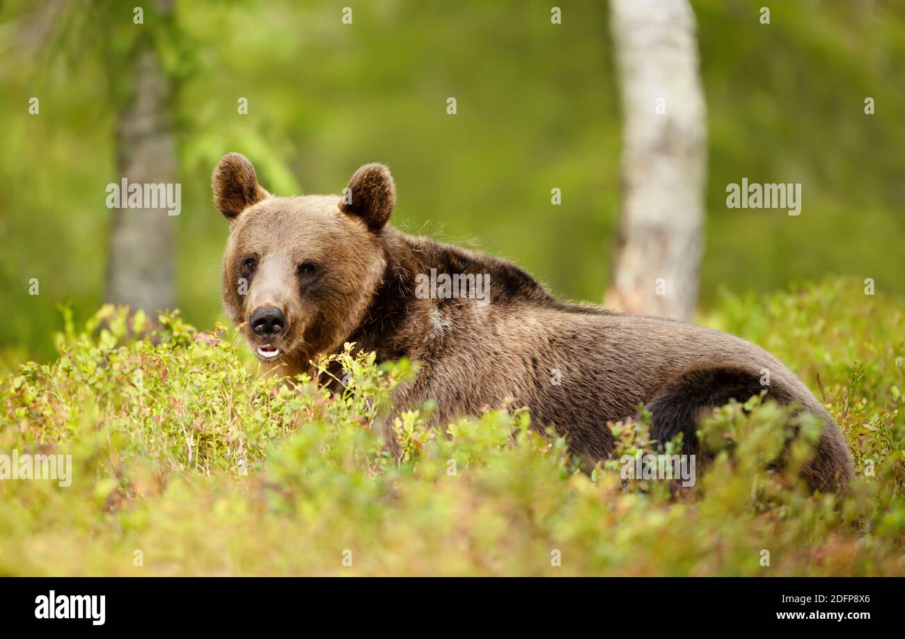 Bears in taiga forest hi-res stock photography and images - Alamy