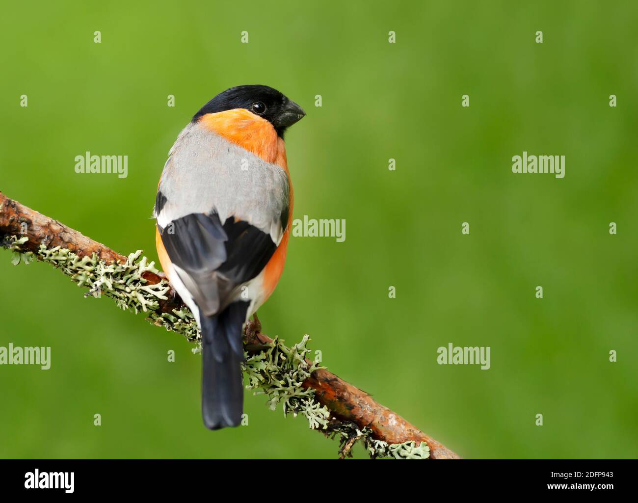 Isolated bullfinch with red plumage hi-res stock photography and images ...