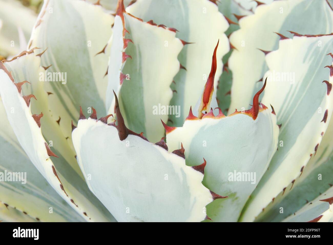 Foliage Leaves of Agave Plant Natural Pattern Background Stock Photo ...