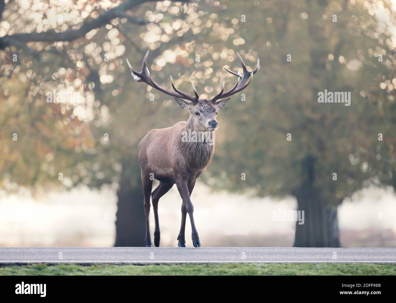 Close up of a red deer stag crossing the road, UK Stock Photo - Alamy