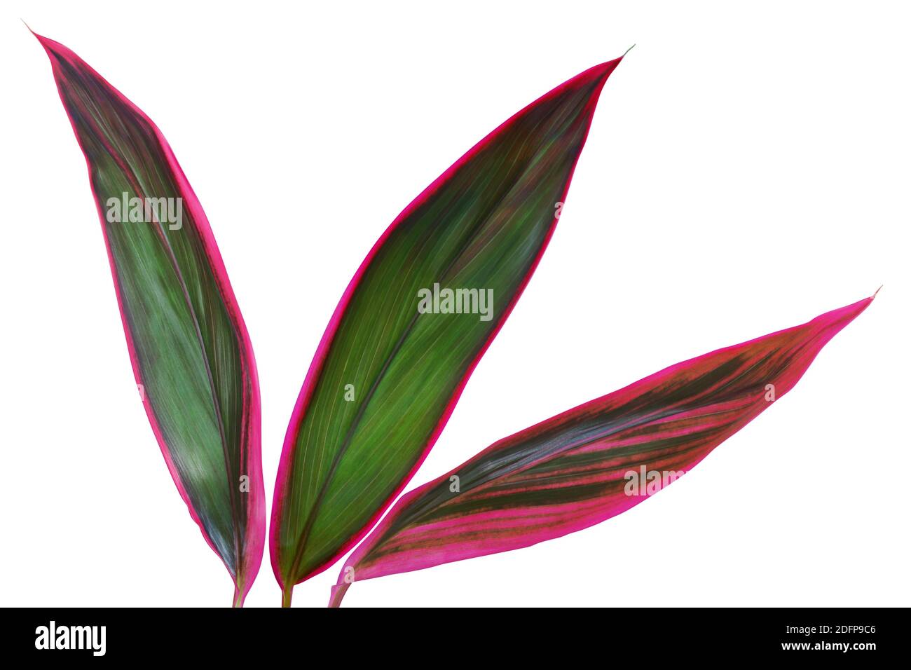 Colorful Leaves of Ti Plant Isolated on white Background Stock Photo ...