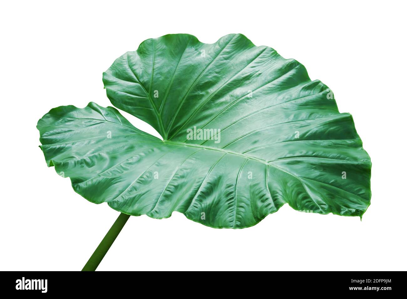 Green Leaf of Elephant Ear Plant Isolated on White Background Stock ...