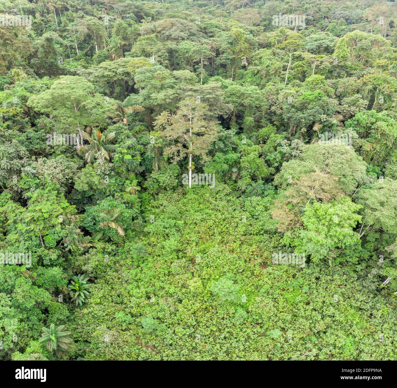 Aerial view of a Cacao plantation surrounded by primary rainforest ...