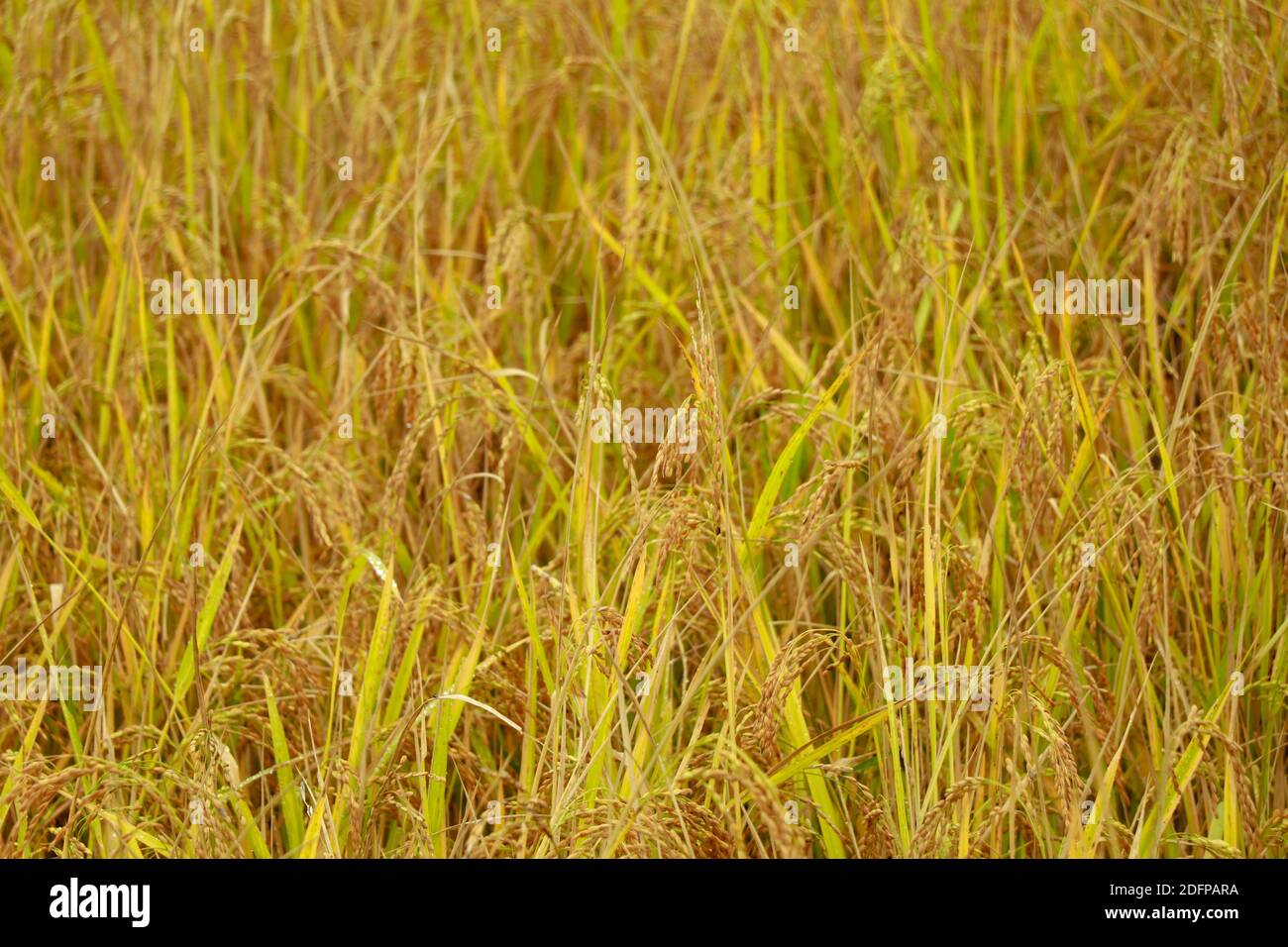 Close up shot of paddy ready to harvest as background, selective focus ...