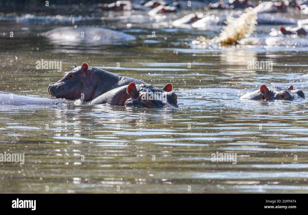 Hippo habitat hi-res stock photography and images - Alamy
