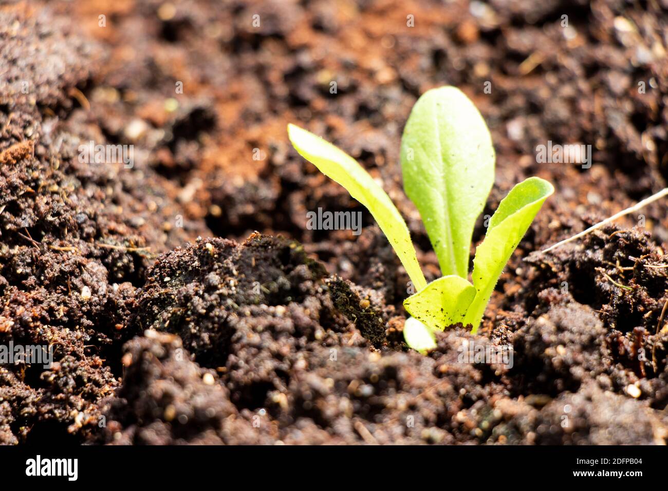 Green color sapling growth from the soil background Stock Photo - Alamy