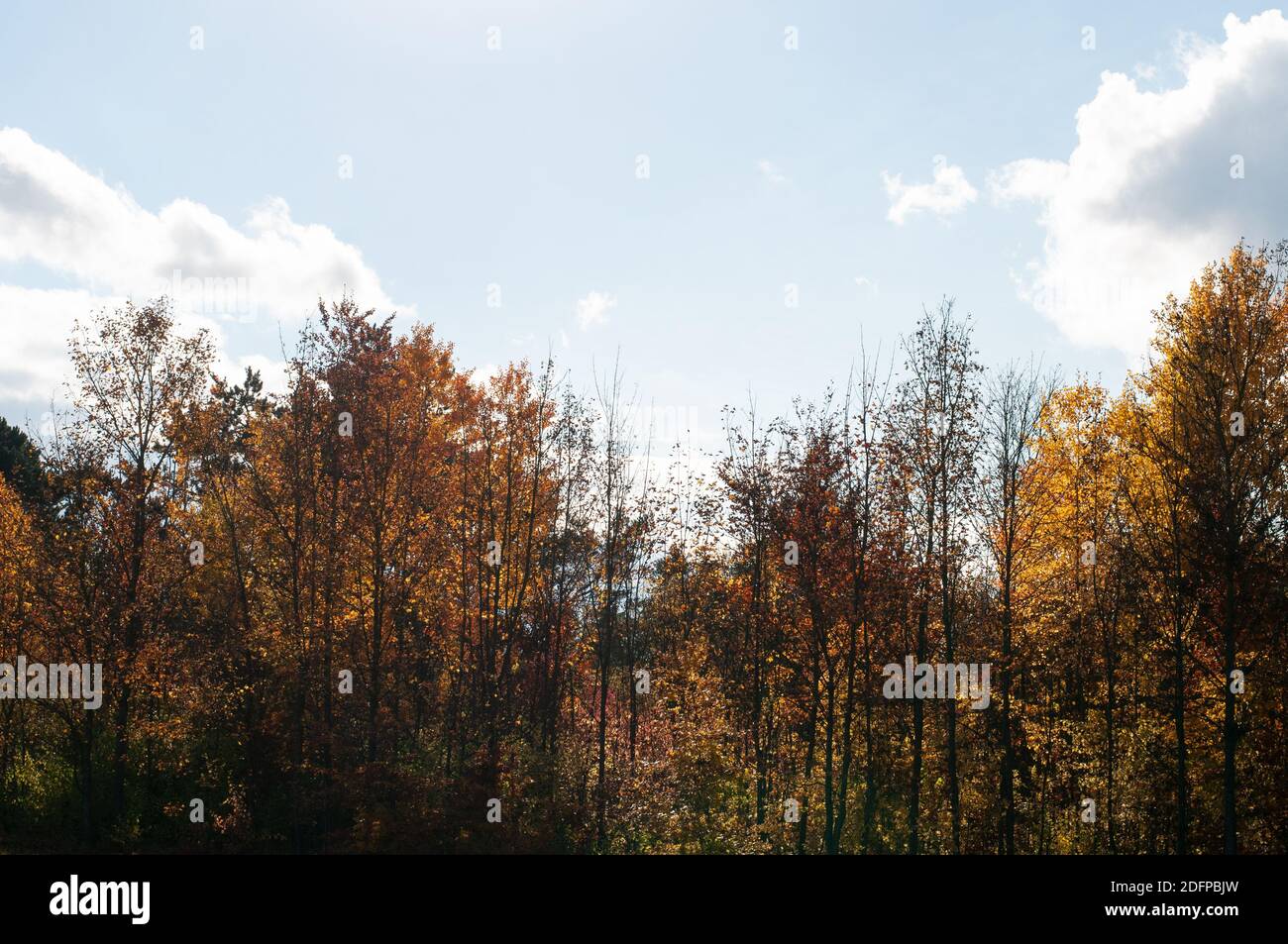 deciduous trees in a forest in autumn with colorful leaves in evening ...