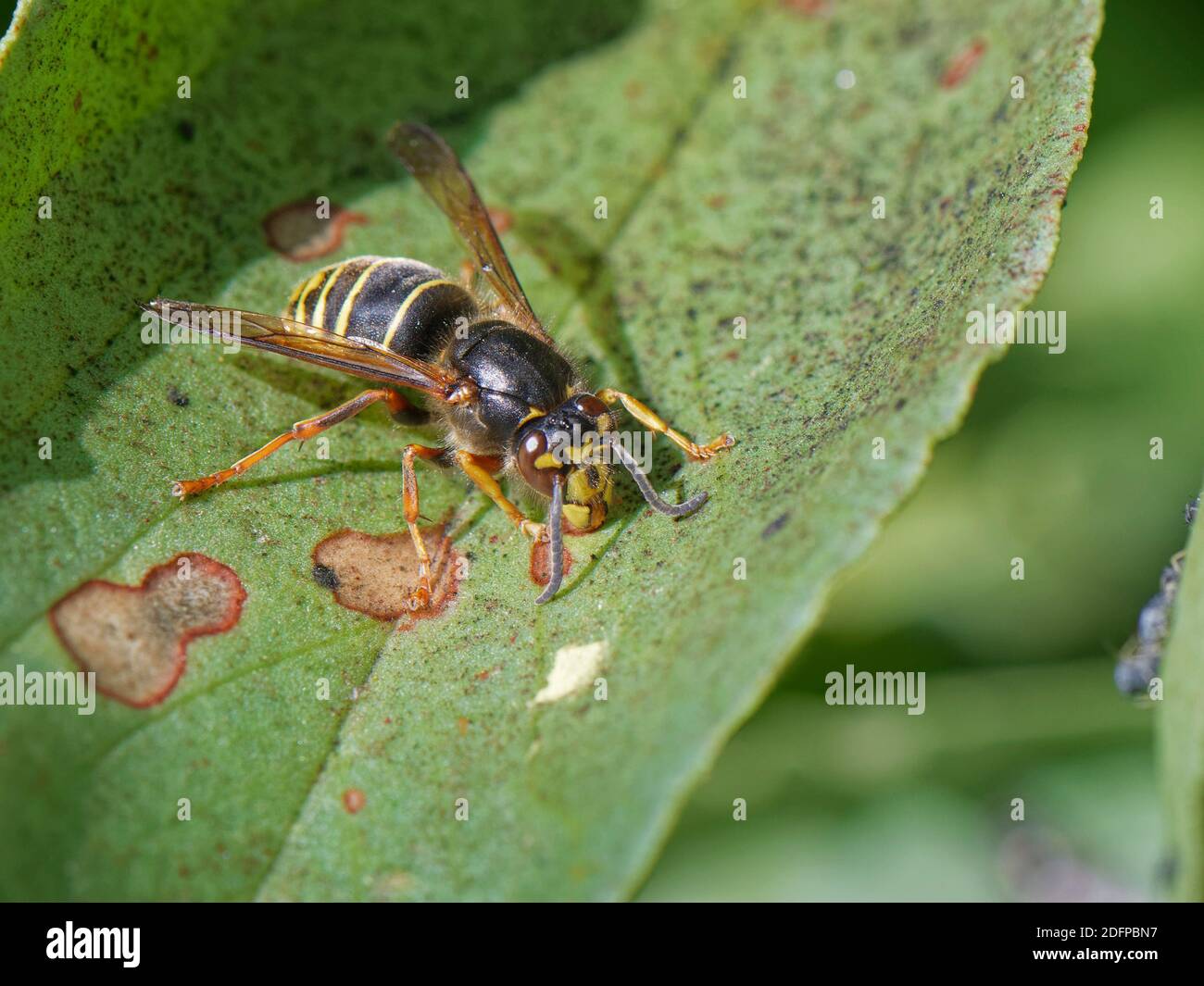 Median wasp hi-res stock photography and images - Alamy