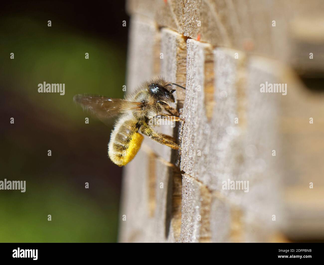 Red mason bee (Osmia bicornis = Osmia rufa) flying to an insects hotel ...