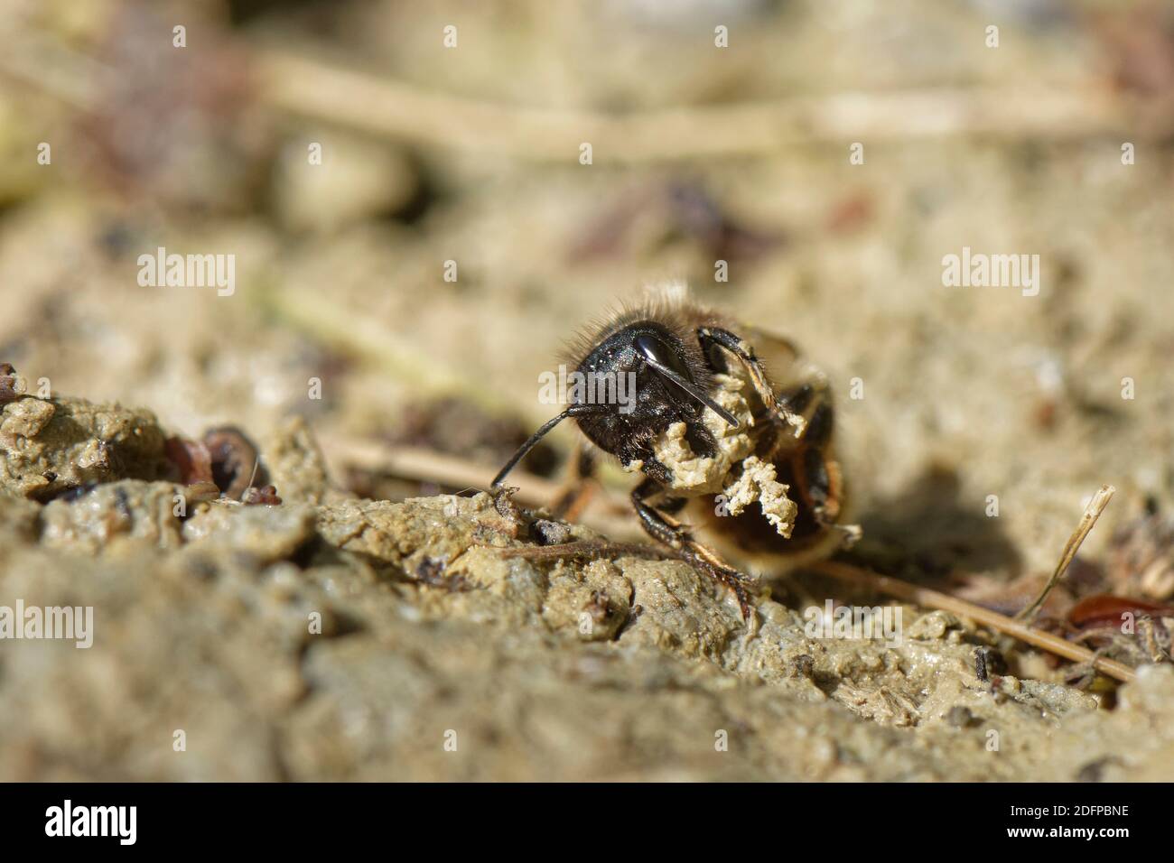 Red mason bee (Osmia bicornis = Osmia rufa) collecting mud from a ...