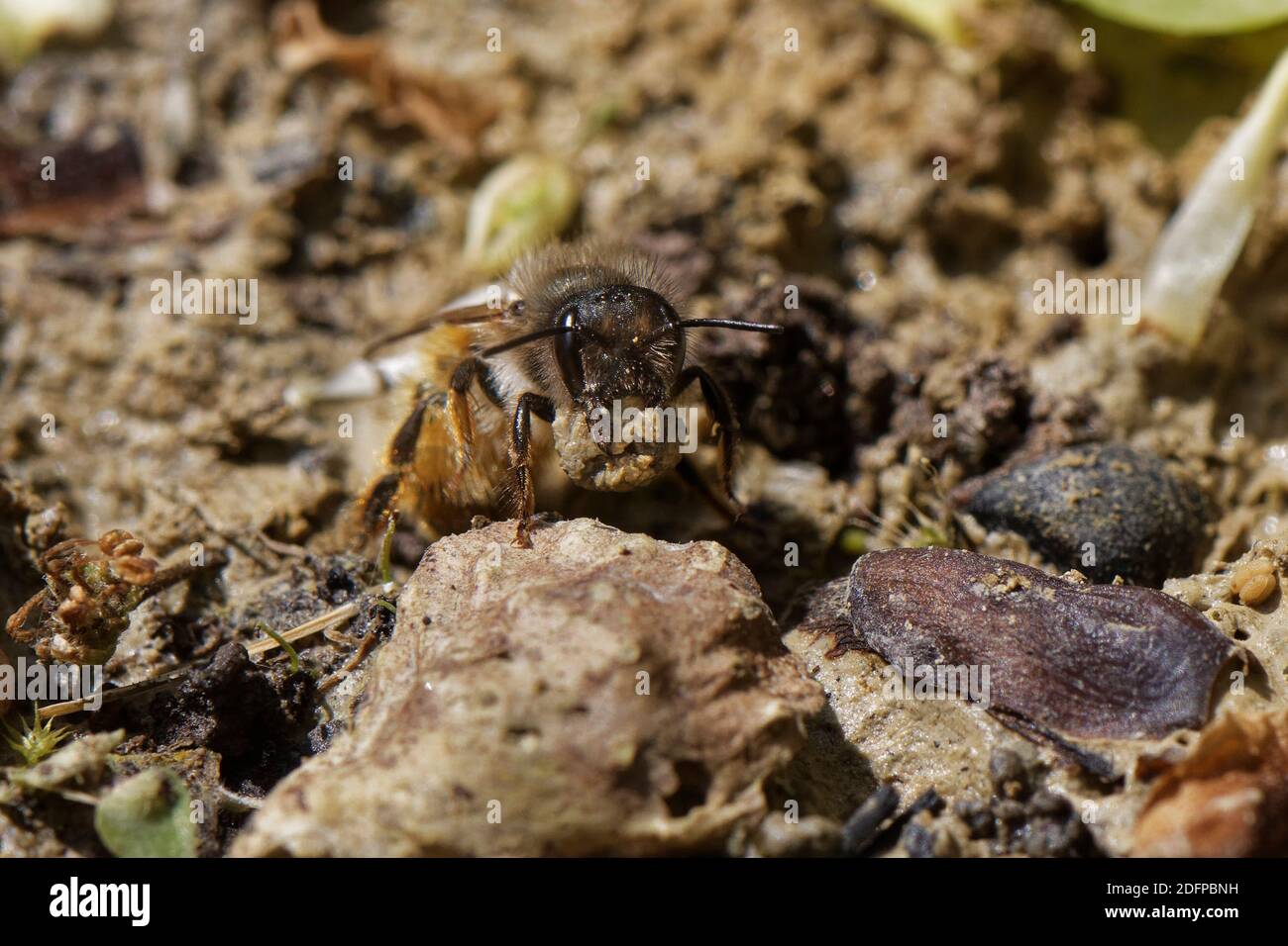 Red mason bee (Osmia bicornis = Osmia rufa) collecting mud from a ...