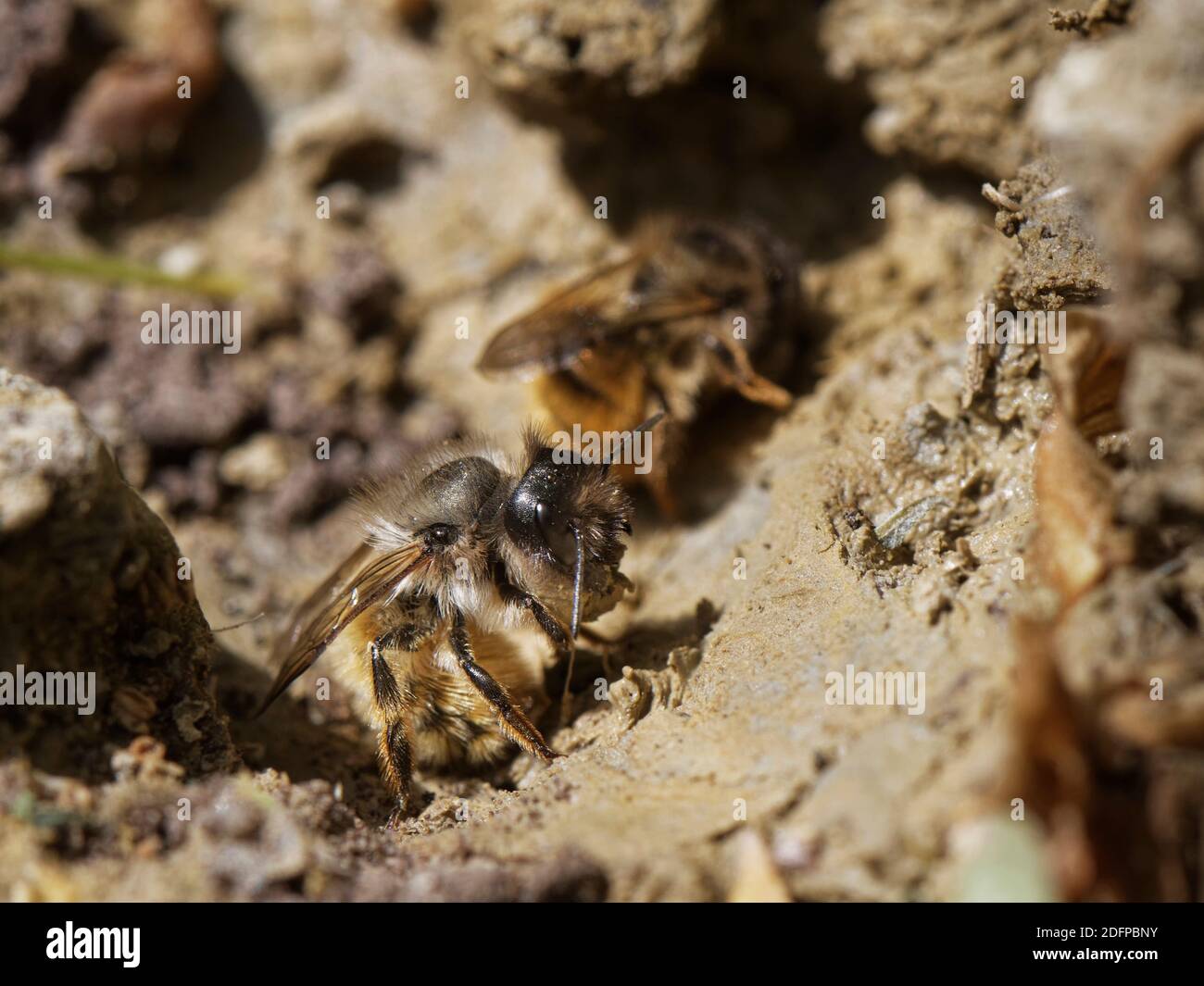 Red mason bees (Osmia bicornis = Osmia rufa) collecting mud from a ...