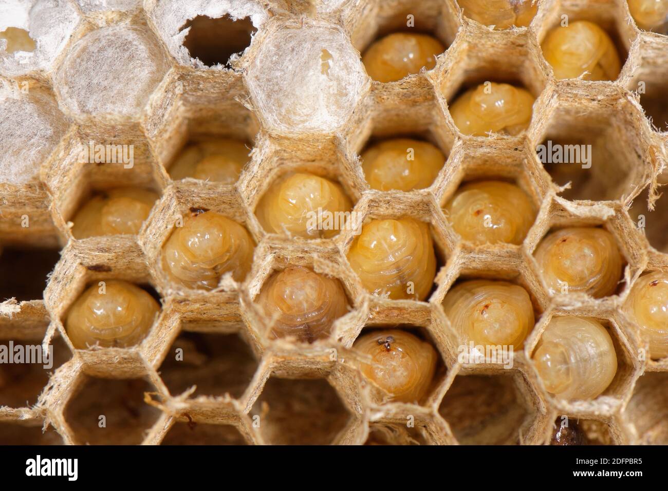 German / European wasp (Vespula germanica) nest interior showing ...
