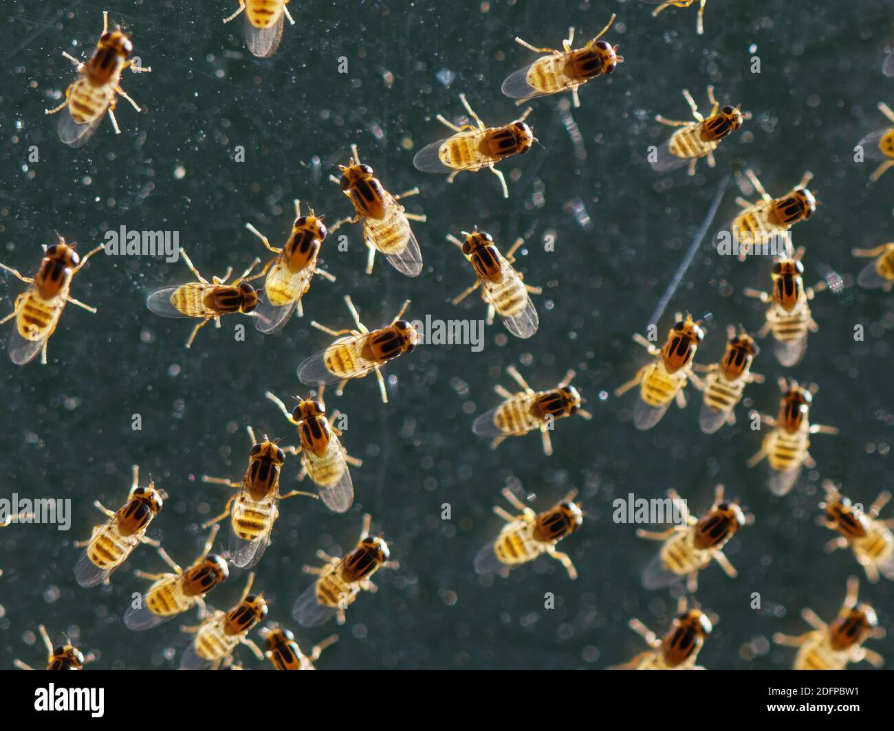 Flies swarm house hi-res stock photography and images - Alamy
