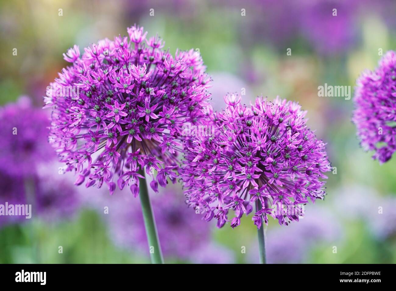 Allium 'Purple Sensation' in an English garden Stock Photo - Alamy
