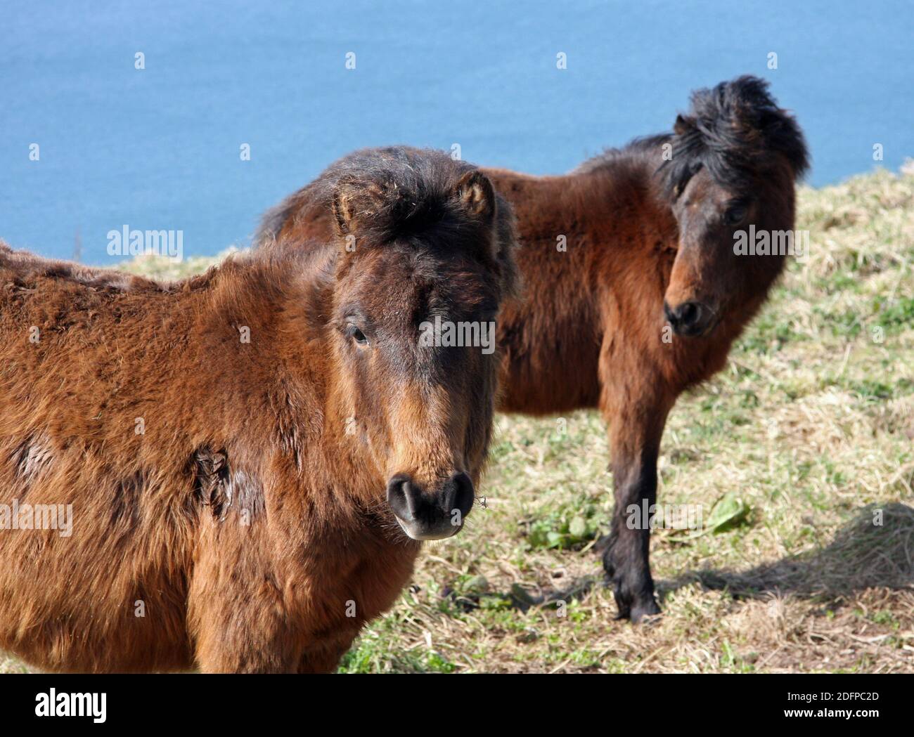 Ponies at Rame Head in south east Cornwall. Headland at the eastern end ...