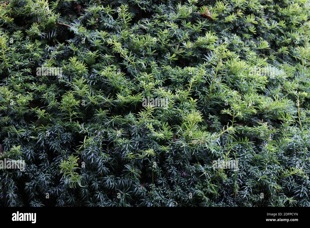 Yew tree hi-res stock photography and images - Alamy