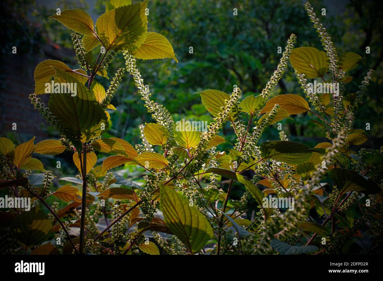 Perilla hi-res stock photography and images - Alamy