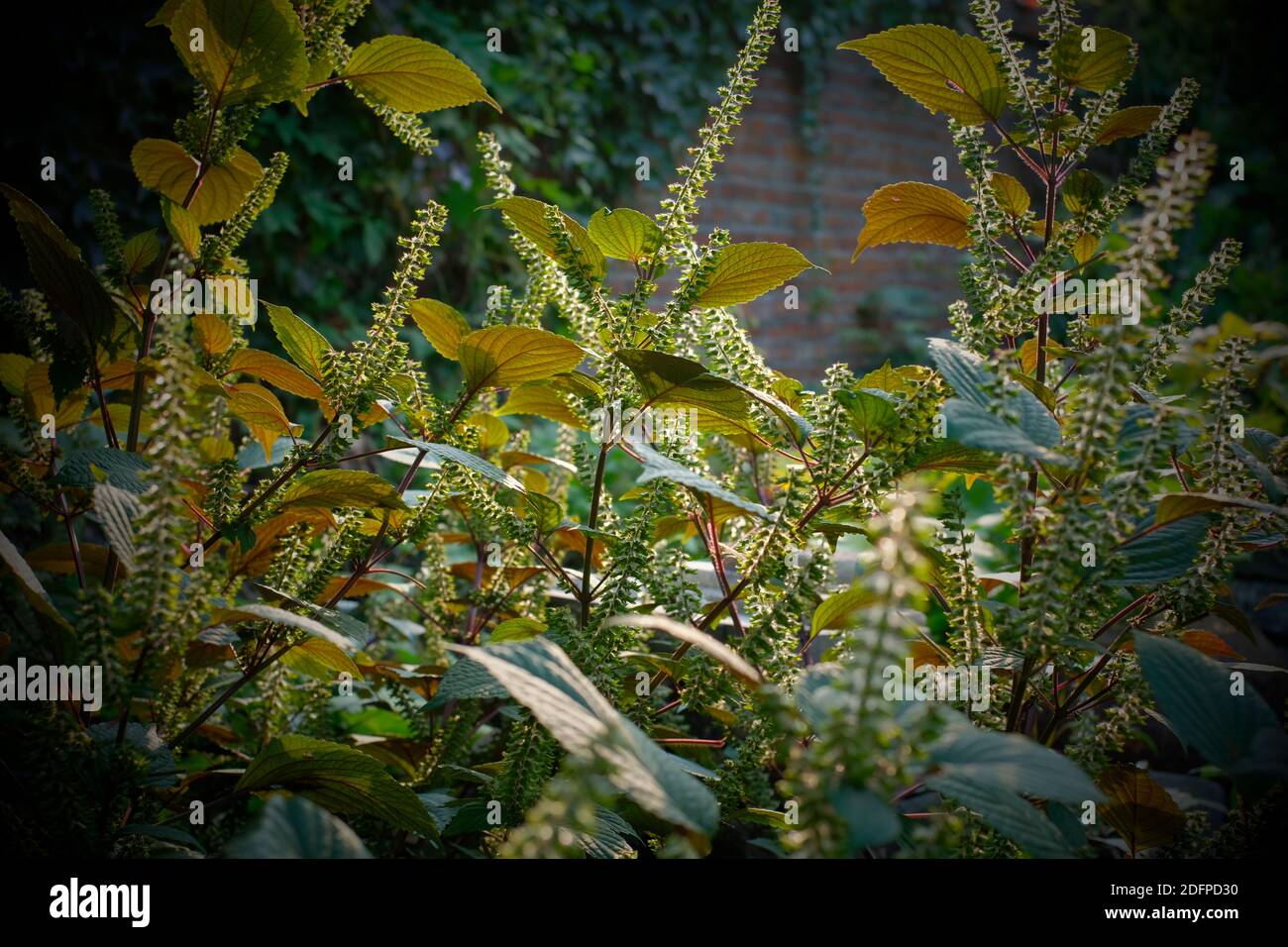 Perilla plant in China Stock Photo - Alamy
