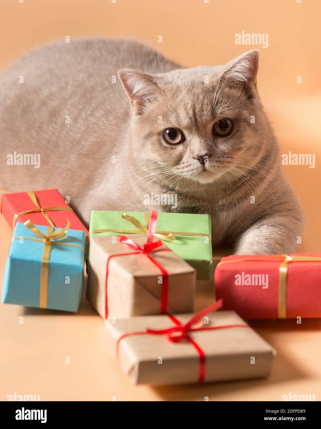 Sad cat breed British Shorthair peach color lazily lies among the gifts ...