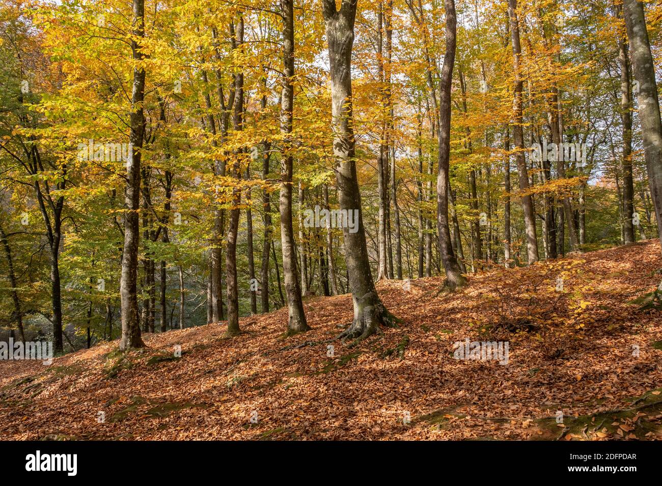 Fall Colours in Sarıyer district of Istanbul, Turkey Stock Photo - Alamy