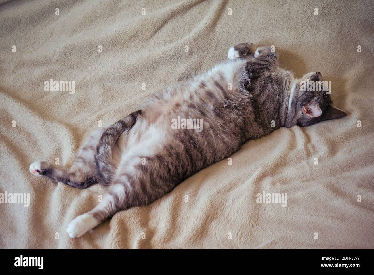 Fat gluttonous cat stretched out on a gray bedspread, belly close up ...