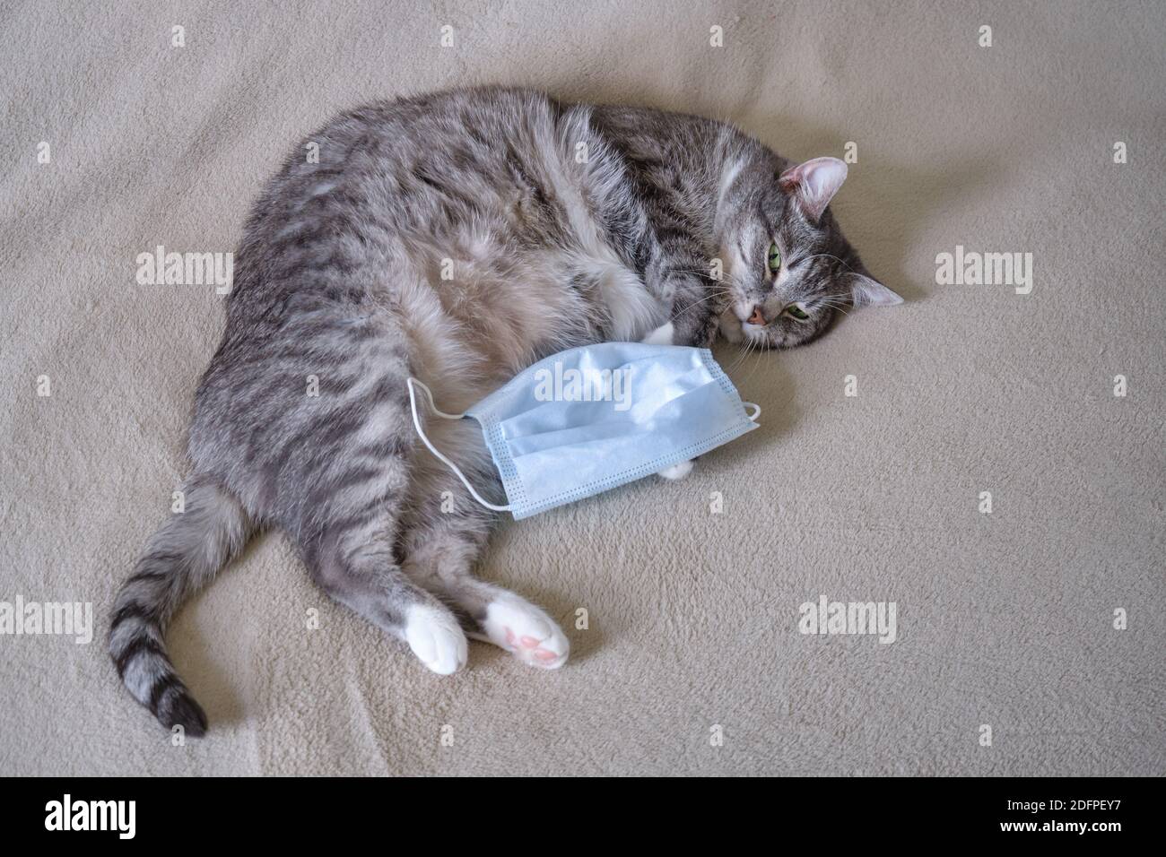 Cat stretched out on bed hi-res stock photography and images - Alamy
