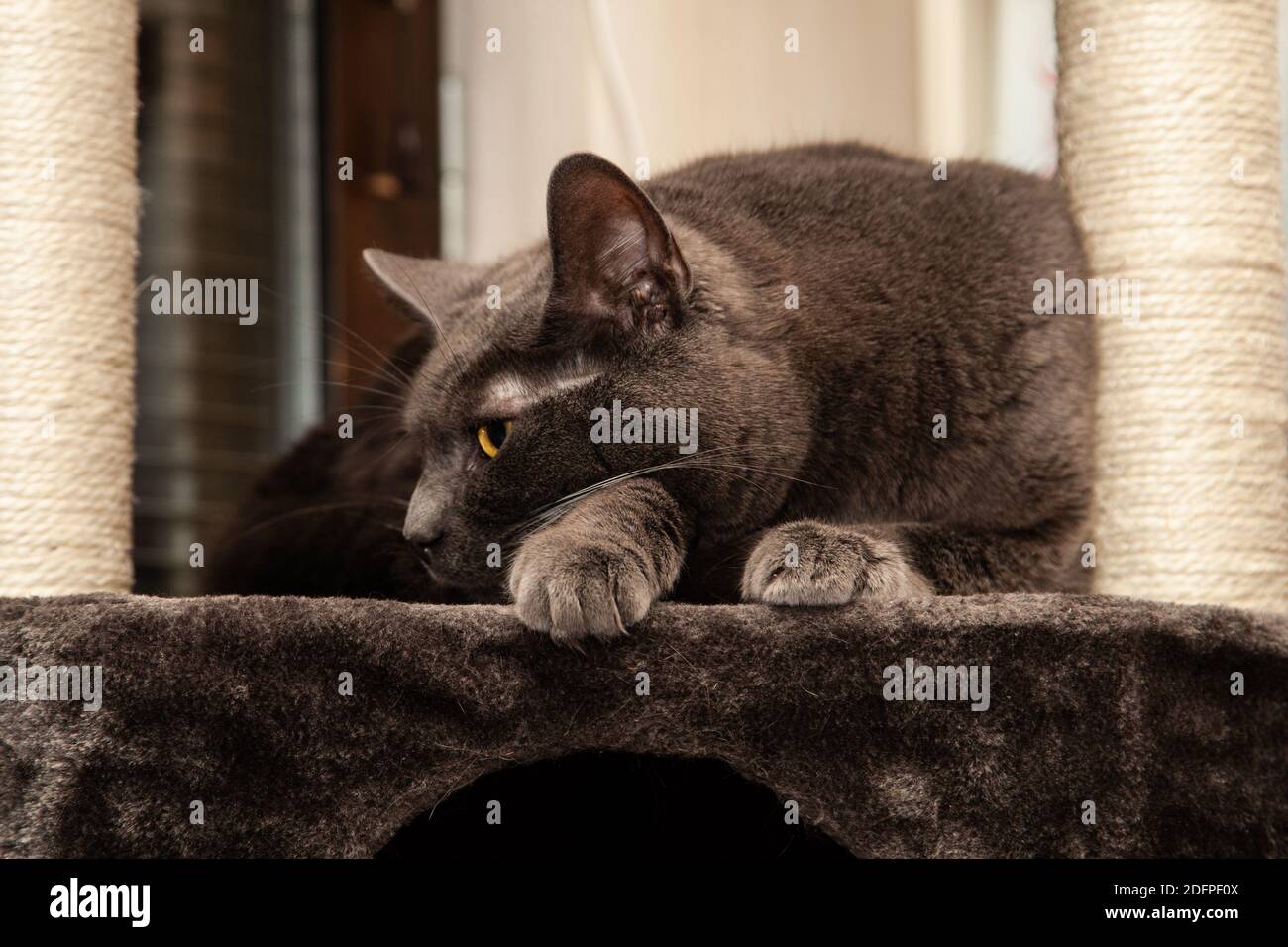 Our Cats at home, taken of pressphotographer Rita Segstedt, Fossie ...