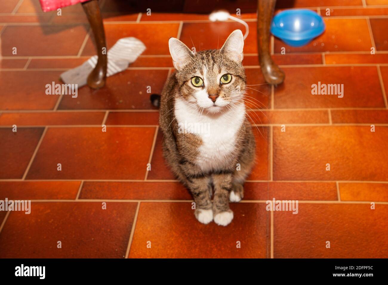 Our Cats at home, taken of pressphotographer Rita Segstedt, Fossie ...