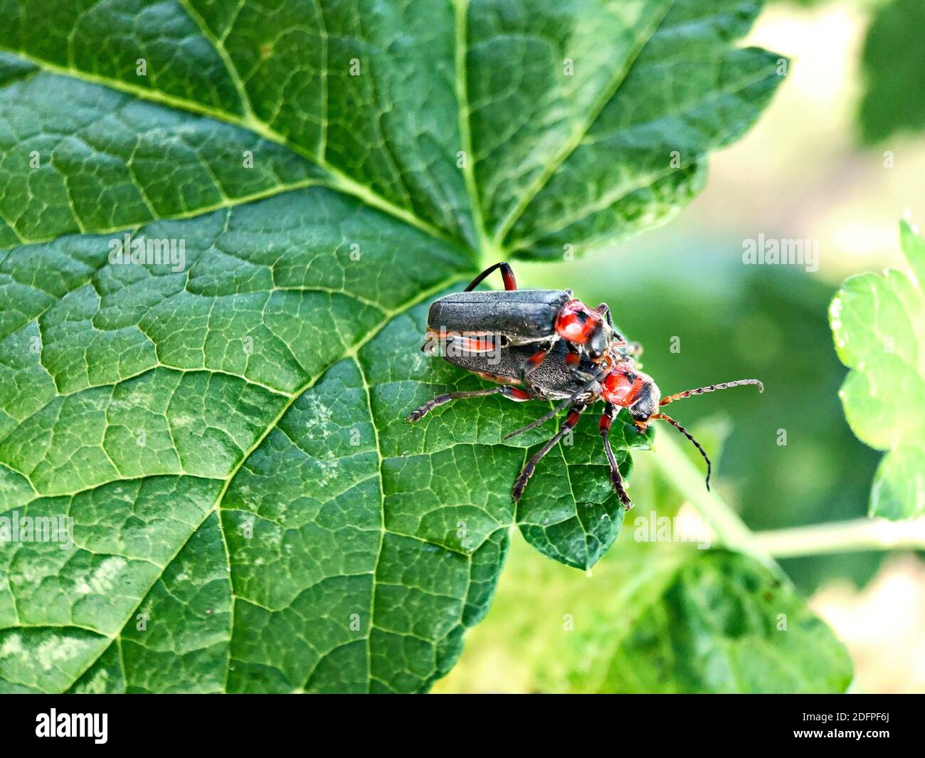 Two beetles hi-res stock photography and images - Alamy