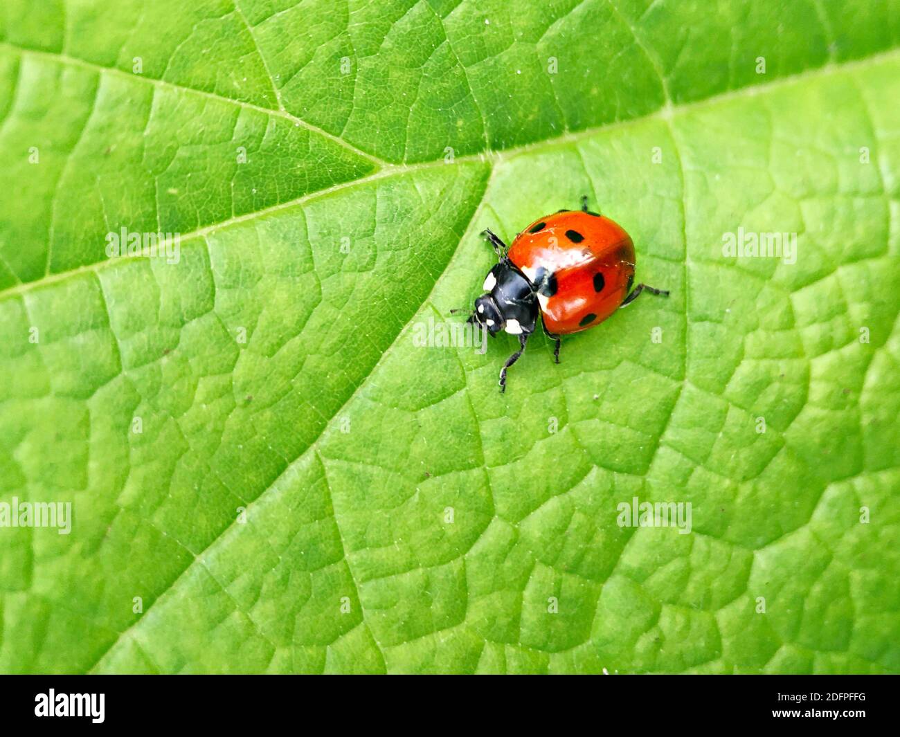 Ladybug in a garden hi-res stock photography and images - Alamy
