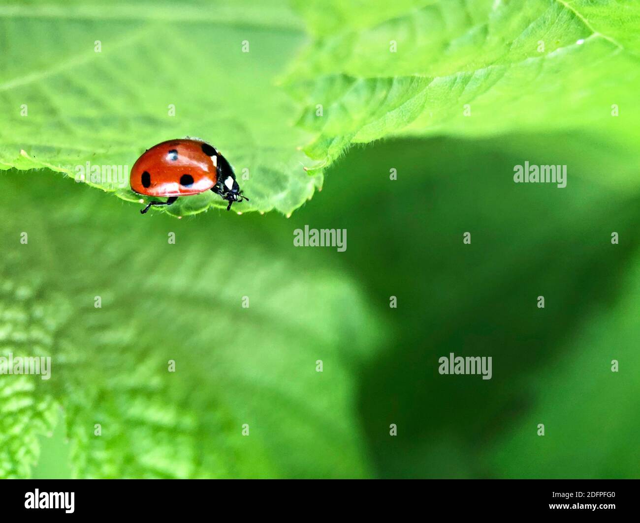 Garden beetle hi-res stock photography and images - Alamy