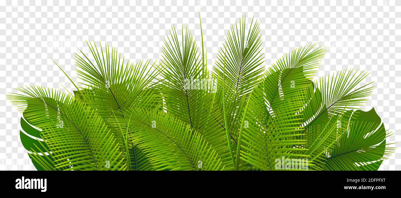 Tropical vegetation. Green leaf pile isolated on transparent background ...