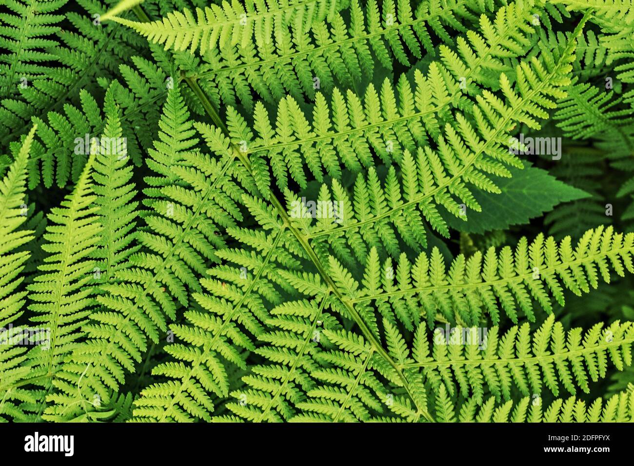 Background from green leaves of fern. Summer time Stock Photo - Alamy