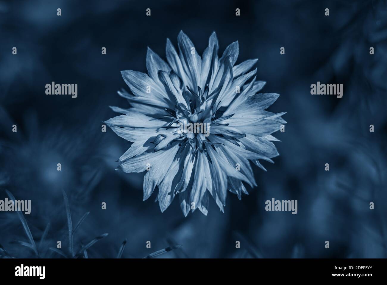 Garden bright carnation flowers in classic blue Stock Photo - Alamy