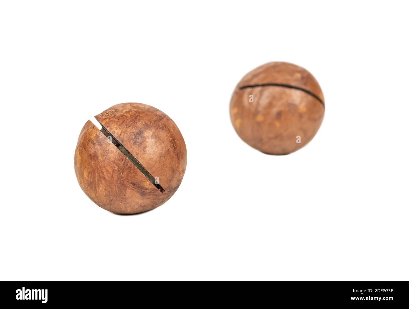 Two macadamia nuts in a shell isolated on a white background Stock ...