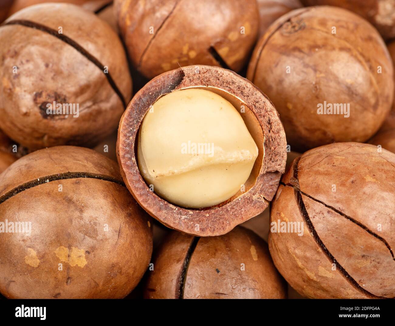 Scattered macadamia nuts with half a close up Stock Photo - Alamy