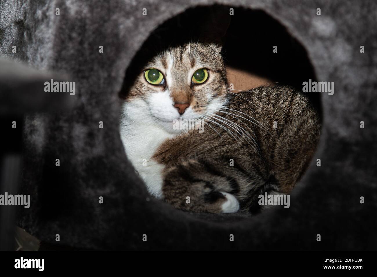 Our Cats at home, taken of pressphotographer Rita Segstedt, Fossie ...