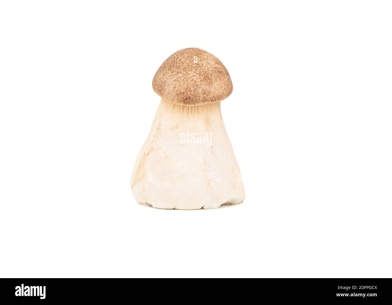 Eringii mushroom Cut Out Stock Images & Pictures - Alamy