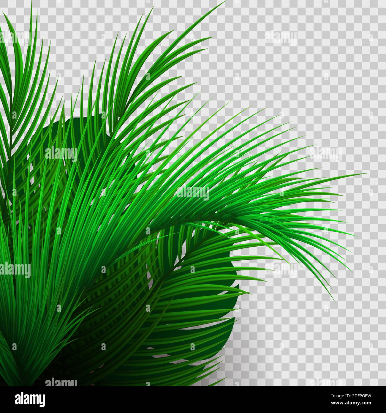 Green tropical plants isolated on transparent background Stock Vector ...
